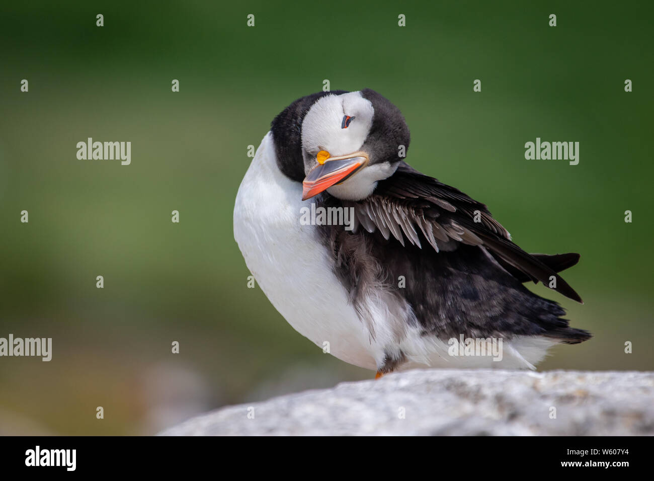 Atlantic puffin with head tilted and resting against its back Stock ...