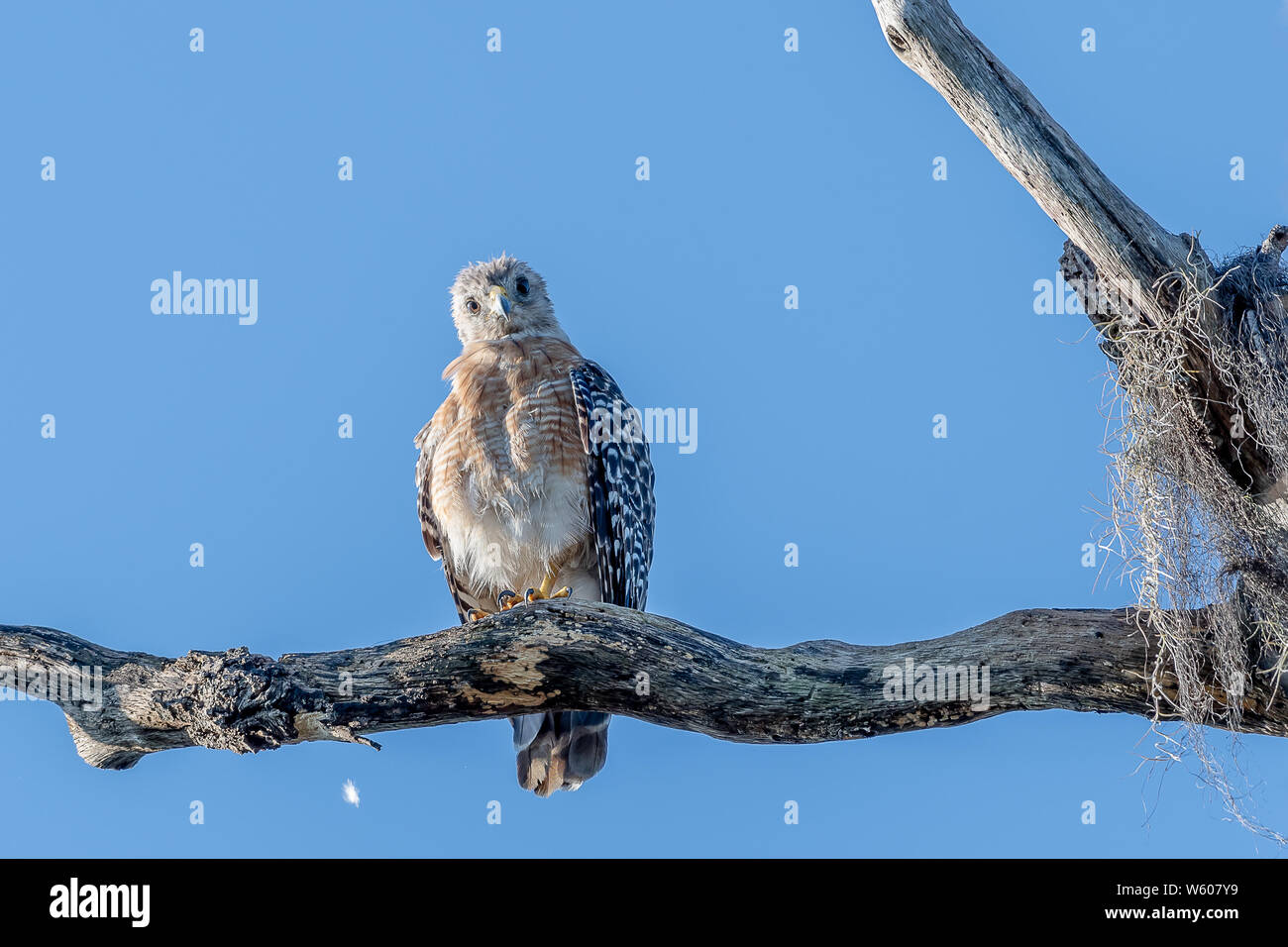 Red shouldered hawk staring at the camera sitting on a branch Stock ...