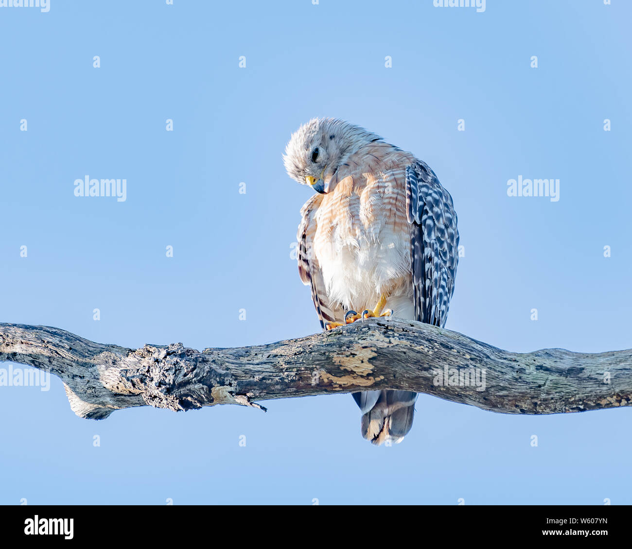 Red shouldered hawk sitting on a branch staring down Stock Photo - Alamy