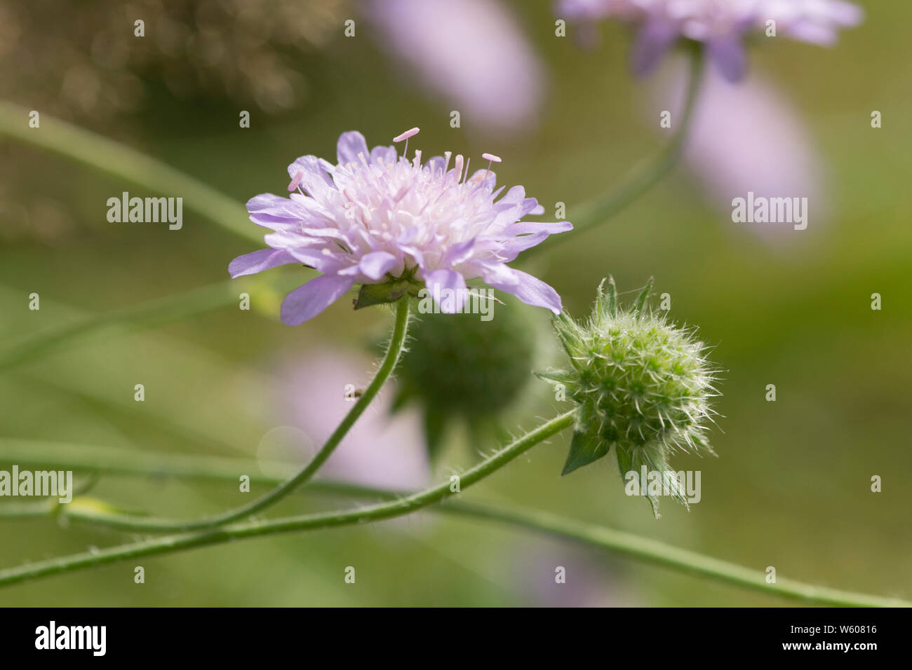 Mauve scabious flowers hi-res stock photography and images - Alamy
