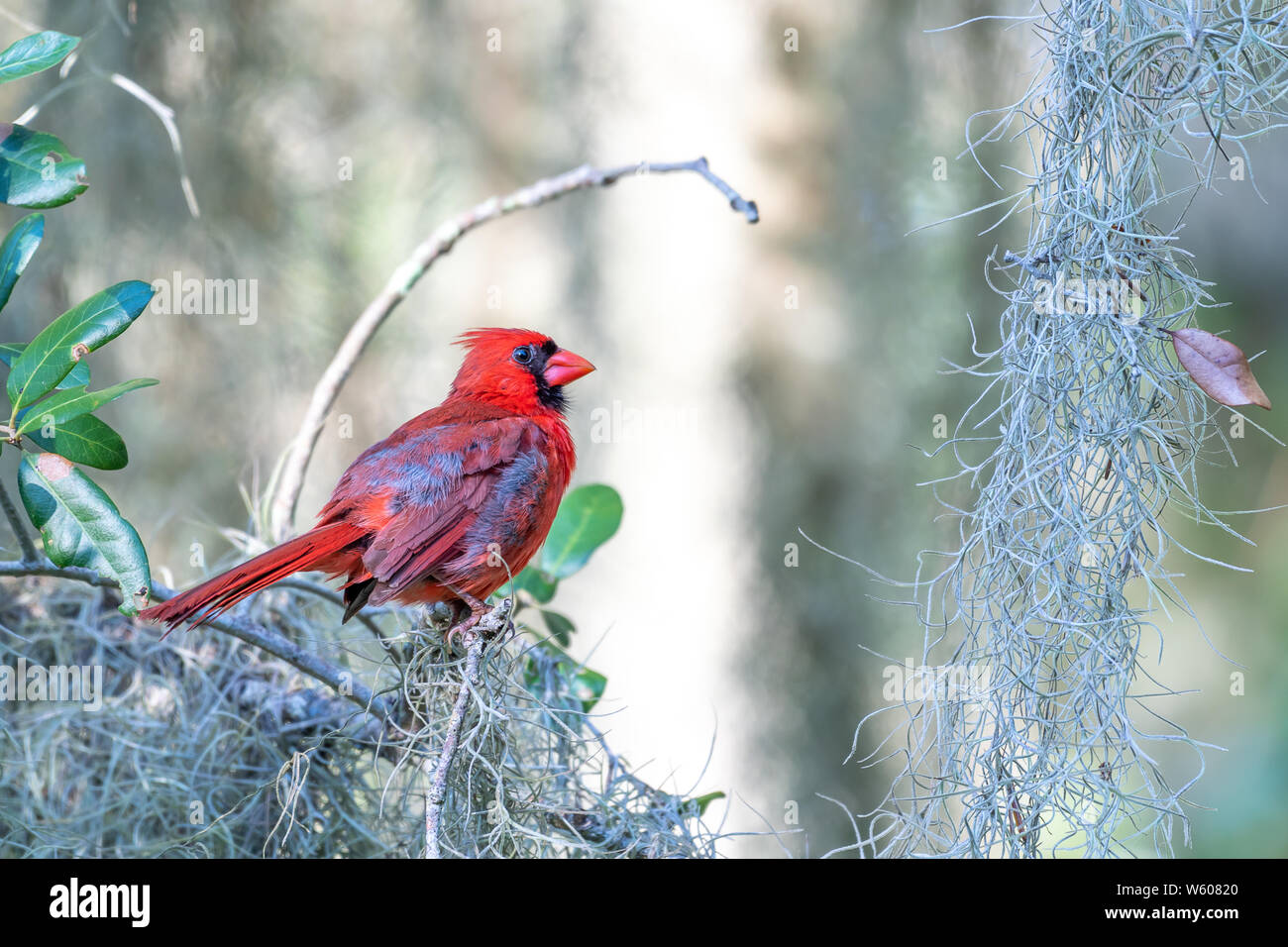 Male cardinal sitting on a mossy tree branch Stock Photo - Alamy