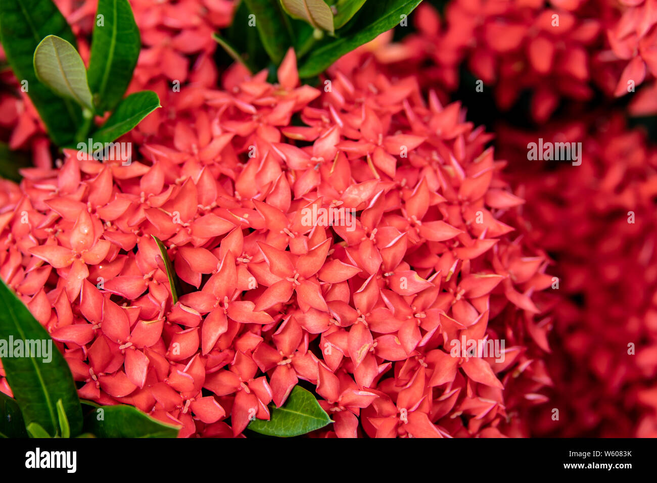 Red-orange ball of flowers (Ixora) in Florida Stock Photo - Alamy