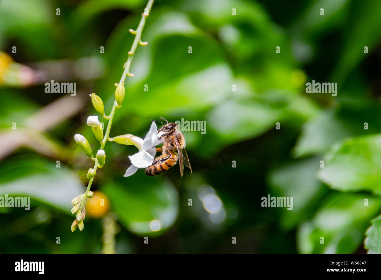 Bee pollinating white flowers hi-res stock photography and images - Alamy