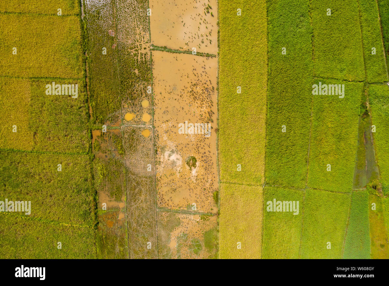 Top down aerial view of a patchwork of colorful rice paddys and fields ...