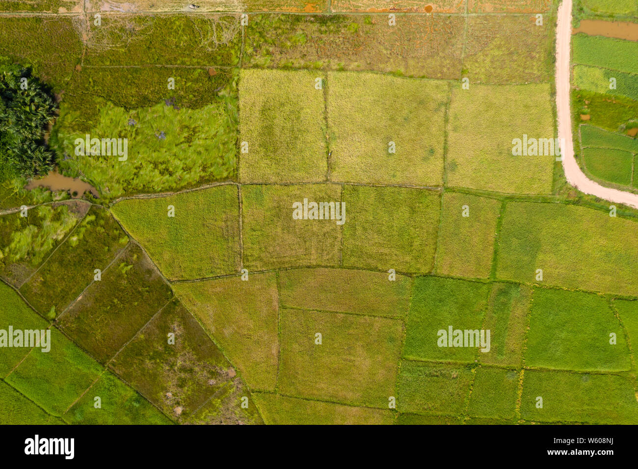 Top down aerial view of a patchwork of colorful rice paddys and fields ...