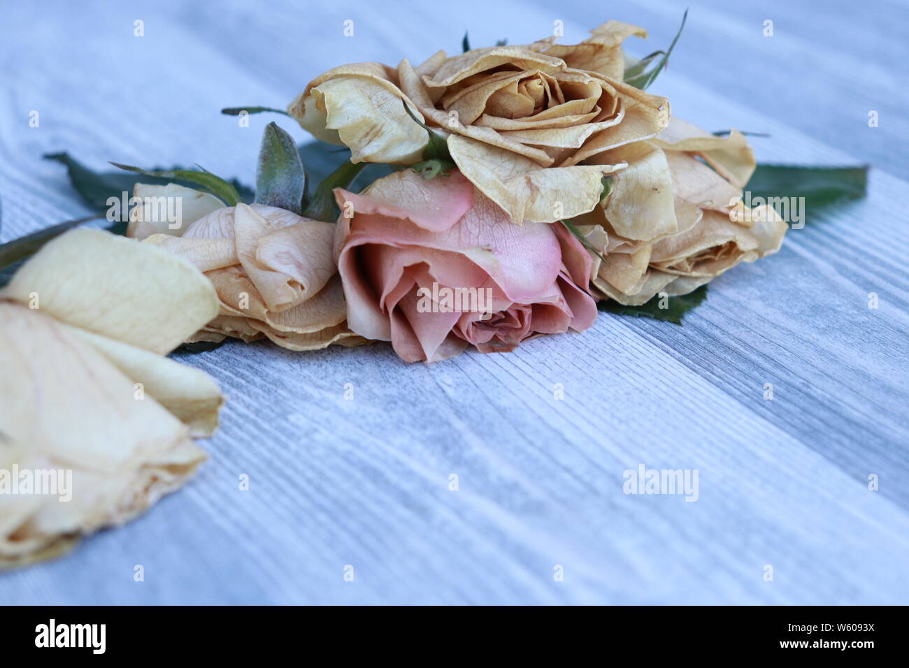 Wilted roses on grey background Stock Photo - Alamy