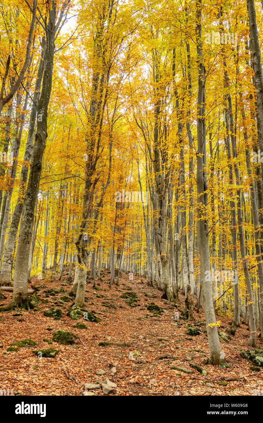 Autumn forest beech trees landscape Stock Photo - Alamy