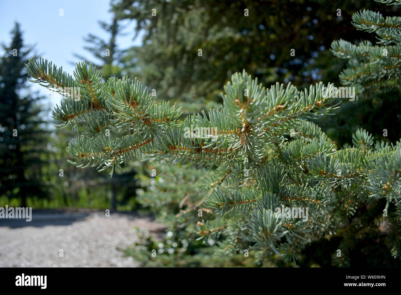 Fresh growth on branch of tree in park Stock Photo - Alamy