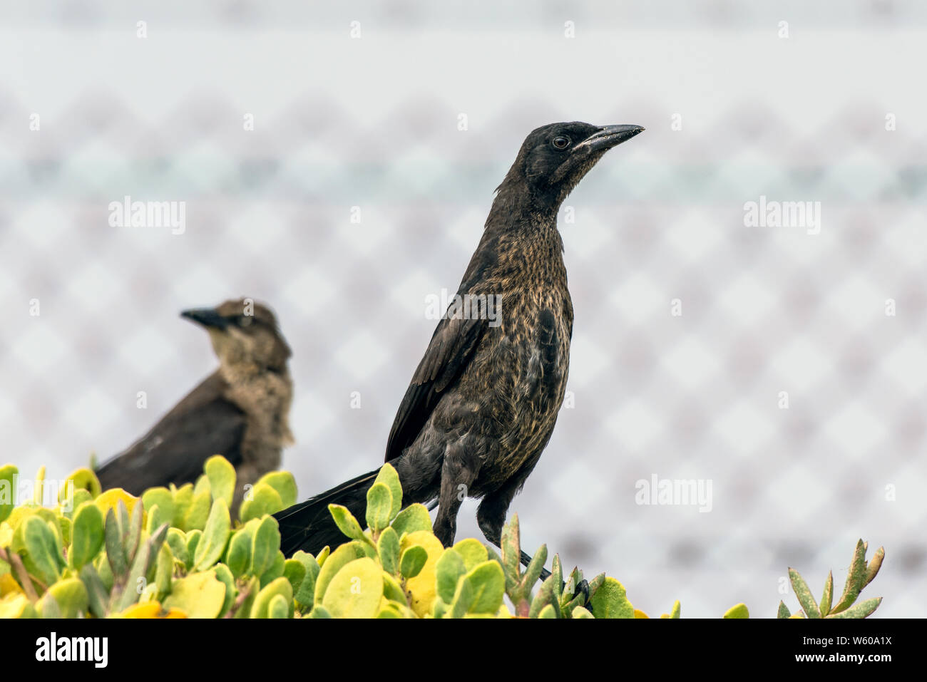 Great tail hi-res stock photography and images - Alamy
