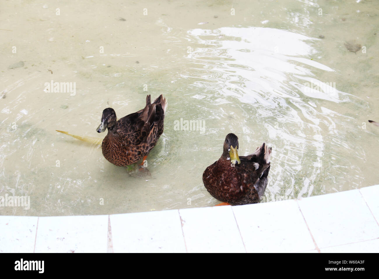 Ducks in water pool wildlife Animals Photograph Stock Photo - Alamy