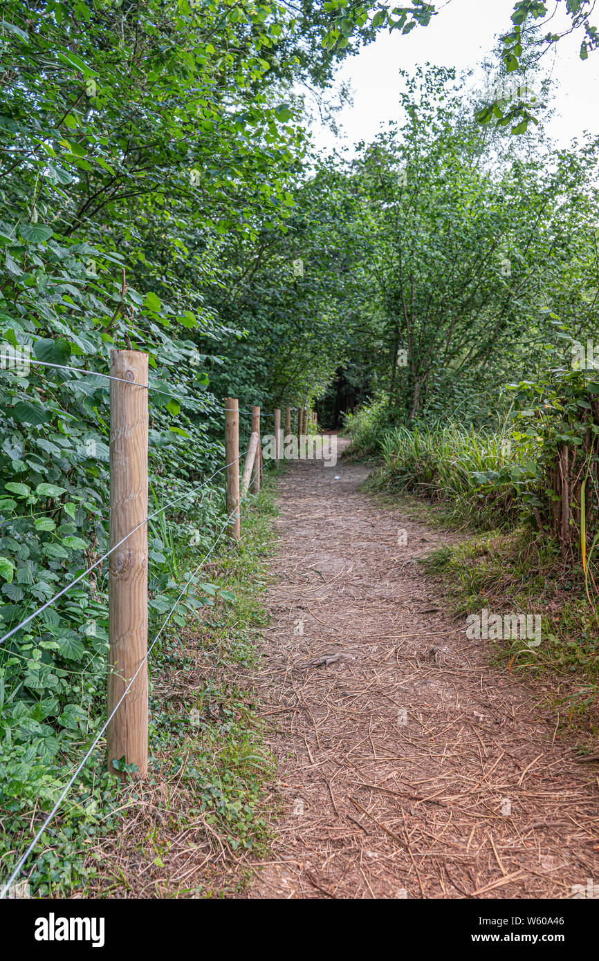 woodland path with fence to side disappearing off in the distance Stock ...