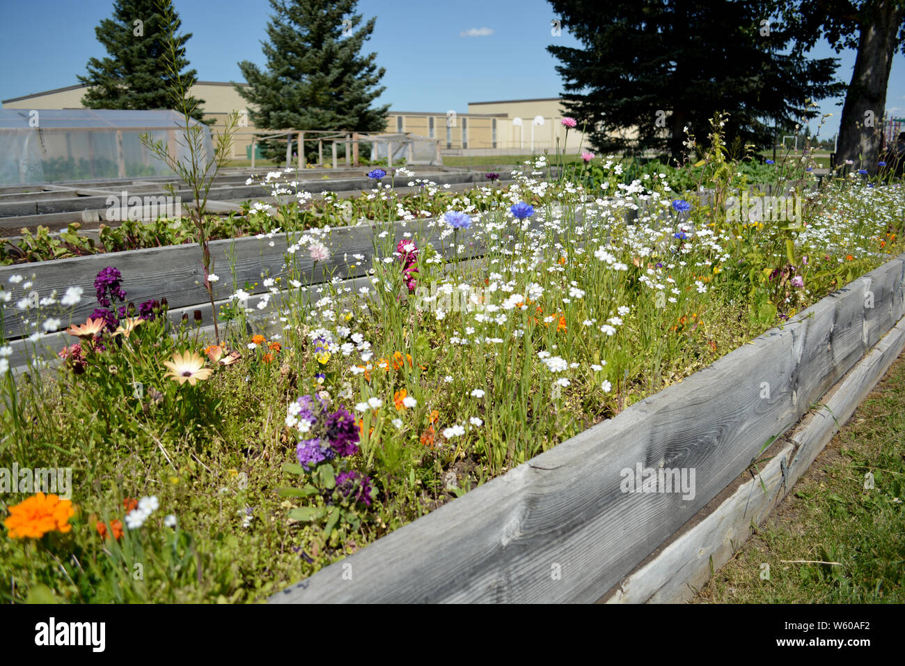 Flowerbed with white and red flowers landscape design colorful flowers ...