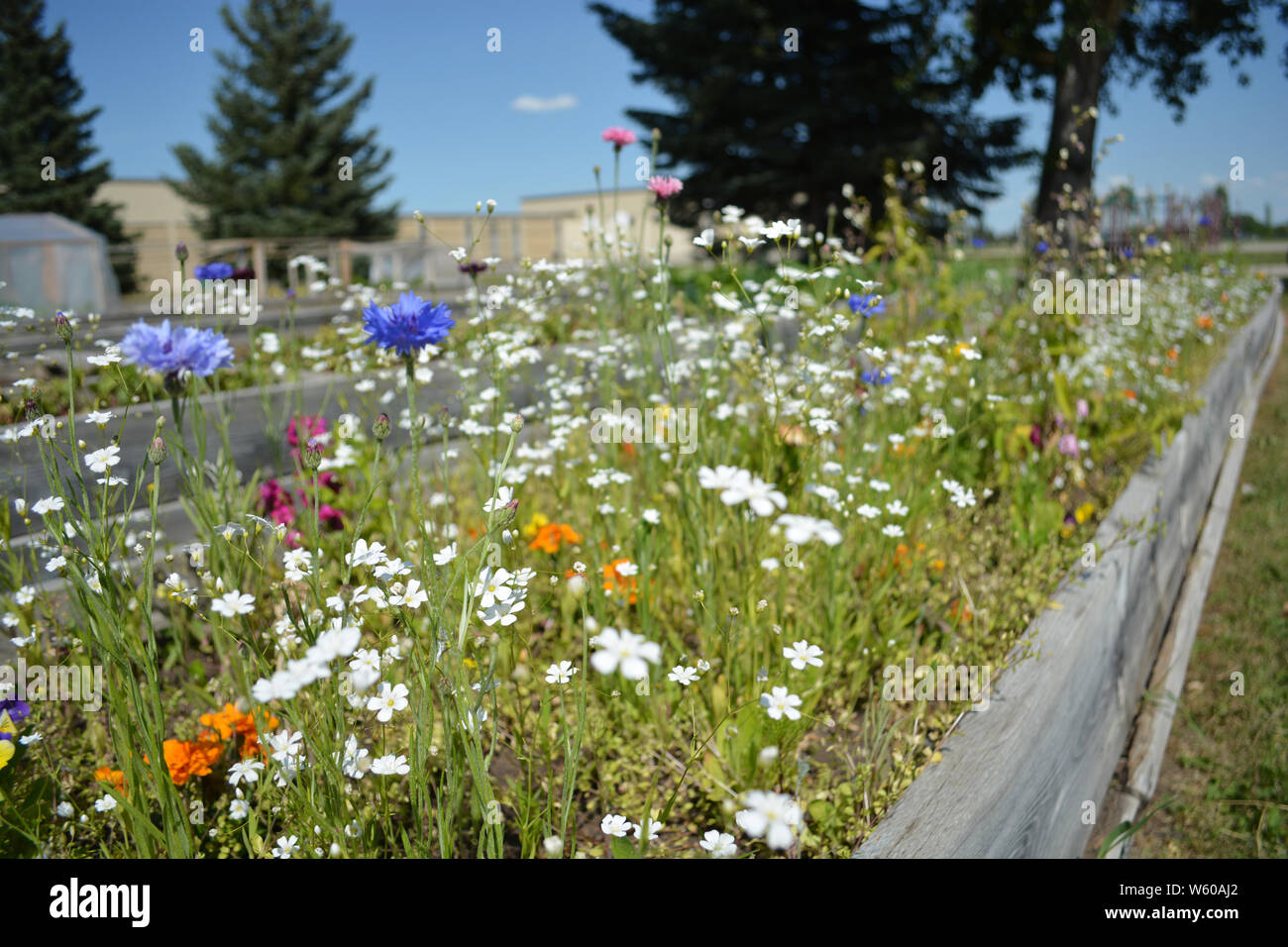 Beautiful natural flowers in flower bed of outdoor garden Stock Photo ...