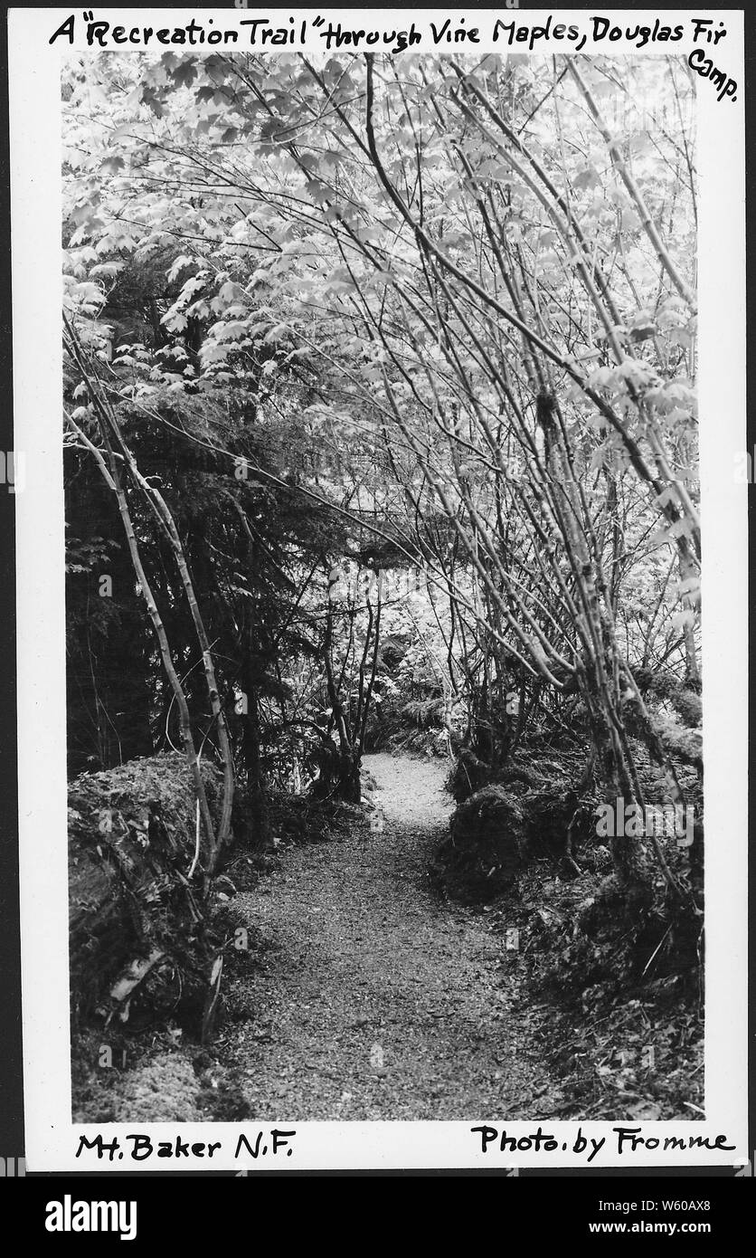 A Recreation Trail through Vine Maples, Douglas Fir Camp, Mount Baker ...