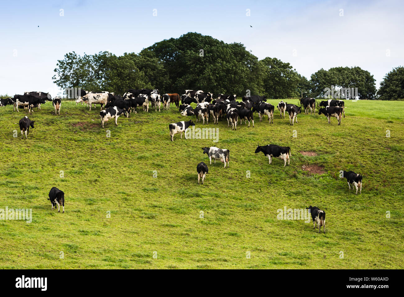 Cows in a green Irish field field pasture with a bright blue sky on a ...