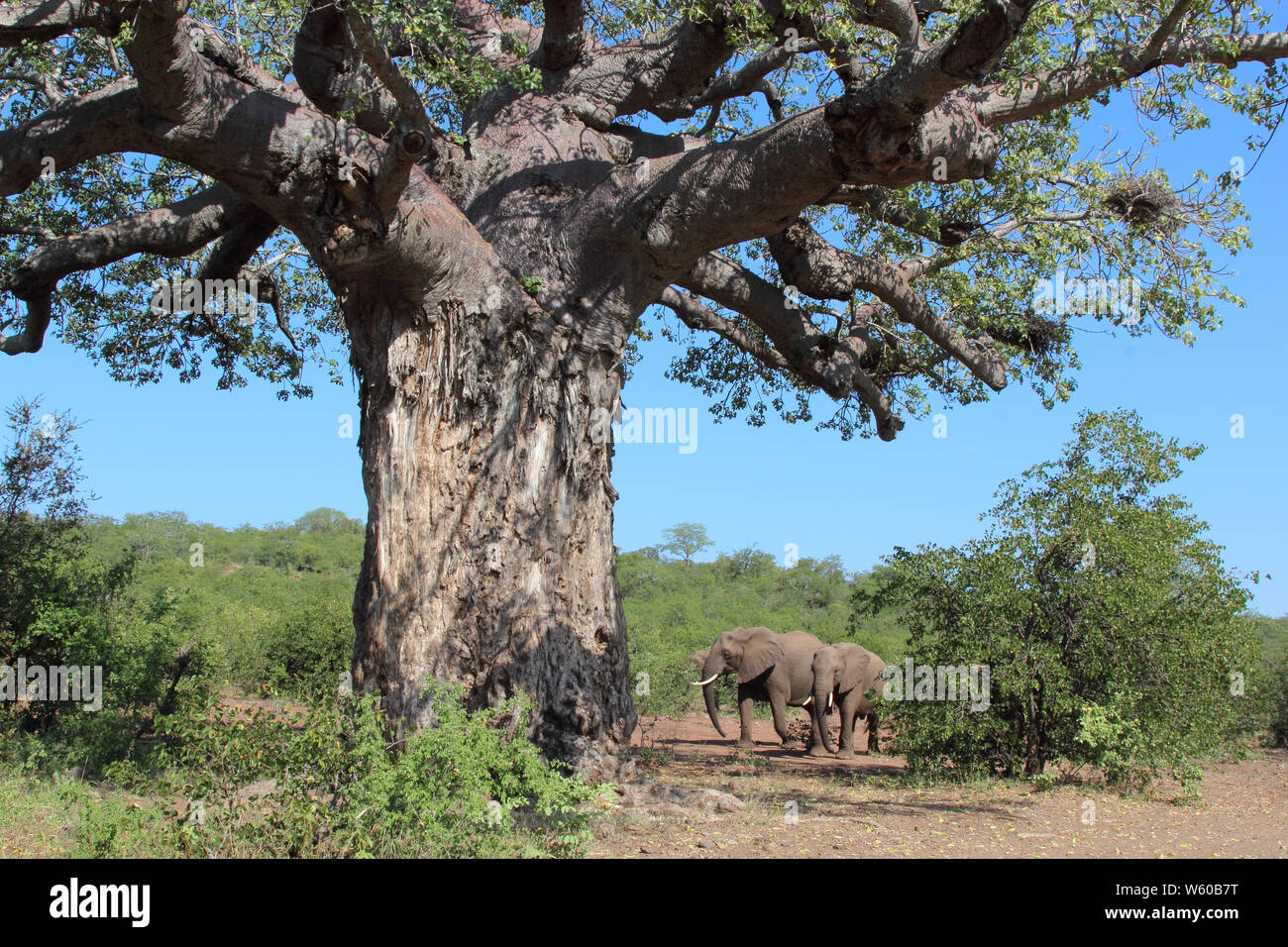 Afrikanischer affenbrotbaum hi-res stock photography and images - Alamy