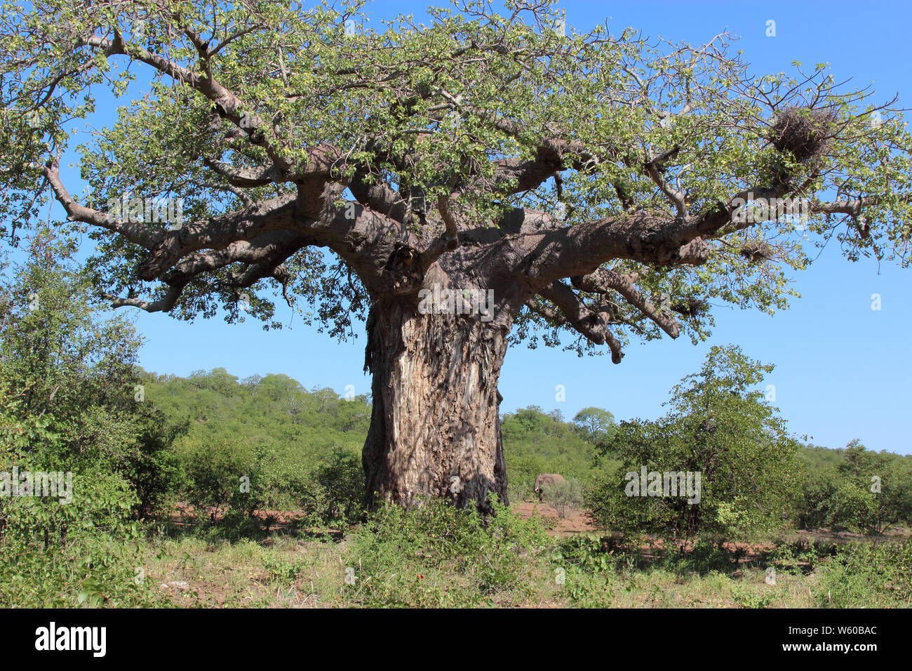 Affenbrotbaum / Baobab / Adansonia Digitata Stock Photo - Alamy