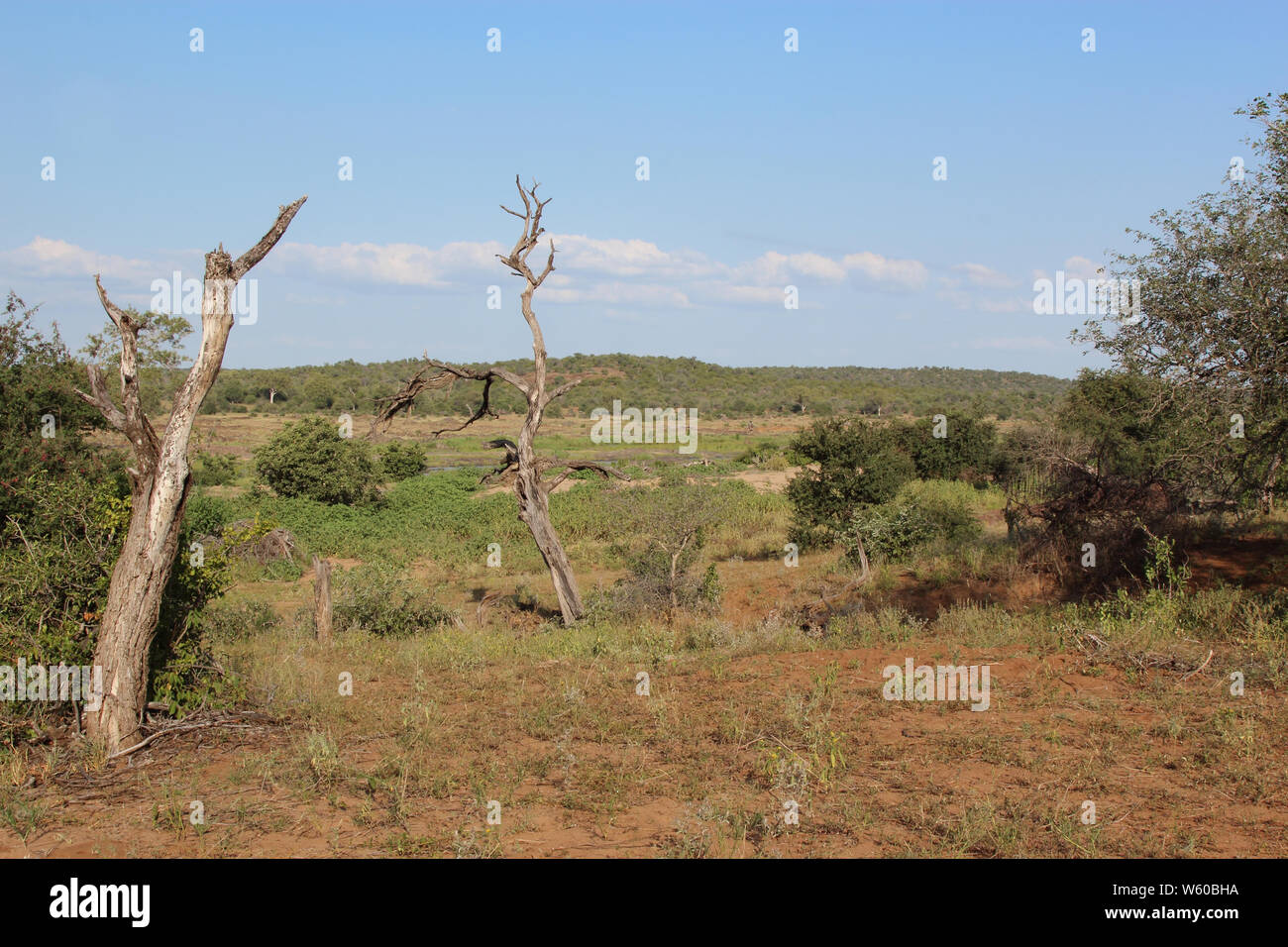 Afrikanischer Busch / African Bush Stock Photo - Alamy