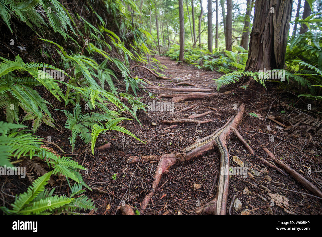 Closeup of tree roots along forest path Stock Photo - Alamy