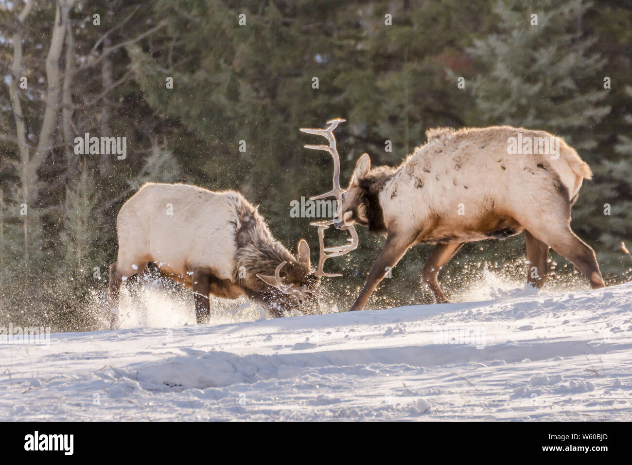 Sparring Elk in Banff National Park, Alberta, Canada Stock Photo - Alamy