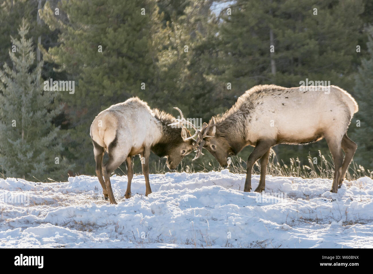 Sparring Elk in Banff National Park, Alberta, Canada Stock Photo - Alamy
