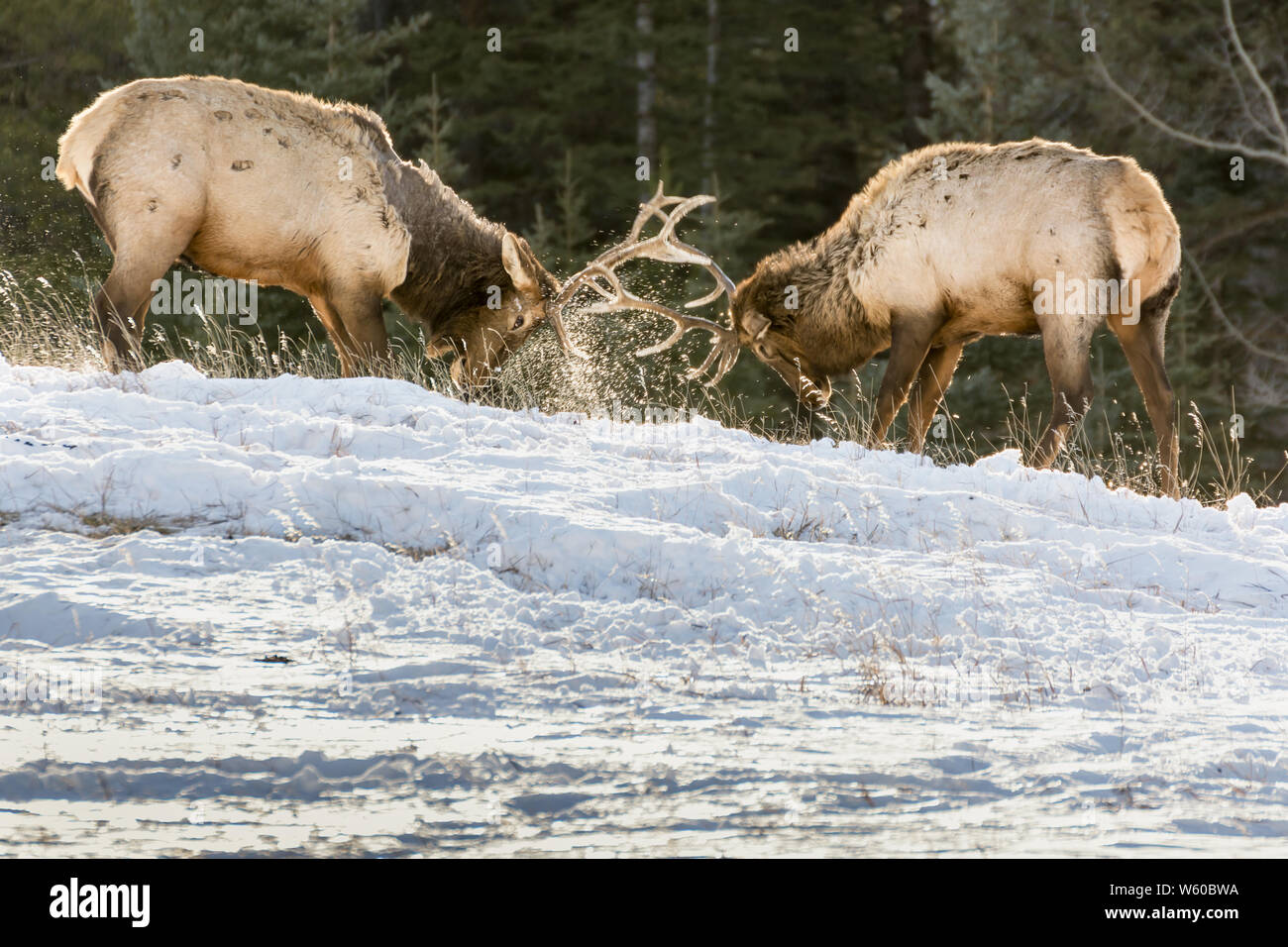Sparring Elk in Banff National Park, Alberta, Canada Stock Photo - Alamy