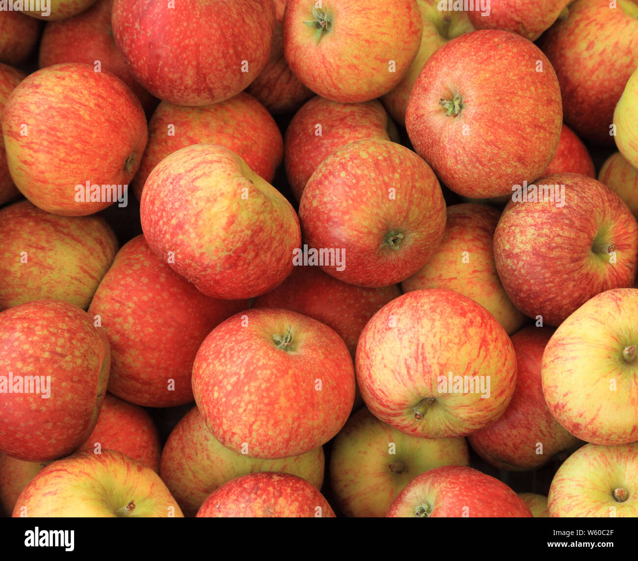 Apple 'Beauty of Bath', apples, variety, varieties, farm shop display ...