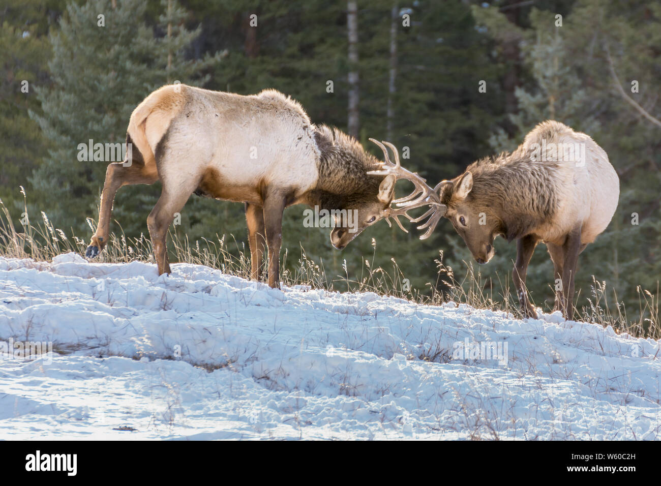 Sparring Elk in Banff National Park, Alberta, Canada Stock Photo - Alamy
