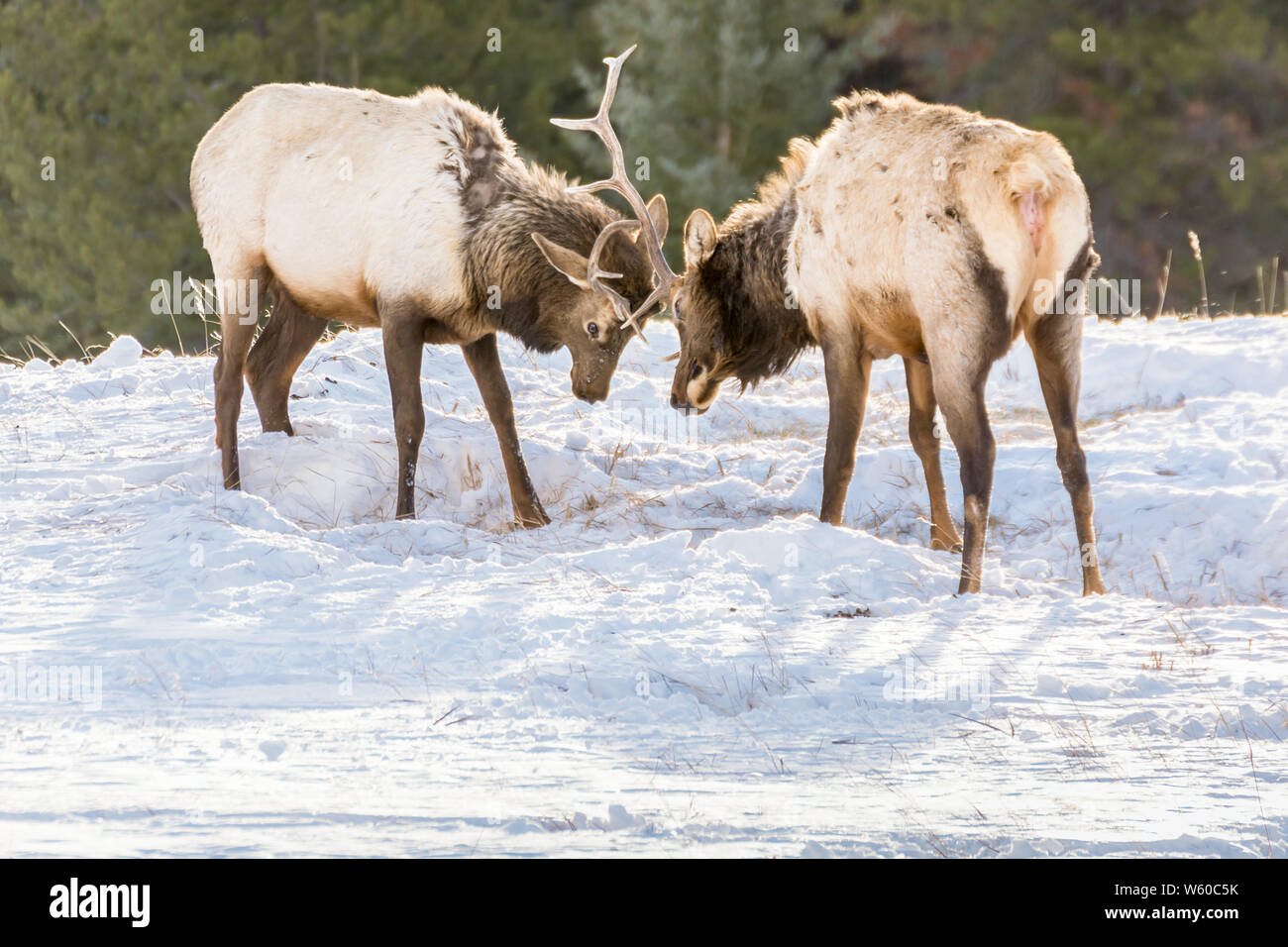 Sparring Elk in Banff National Park, Alberta, Canada Stock Photo - Alamy