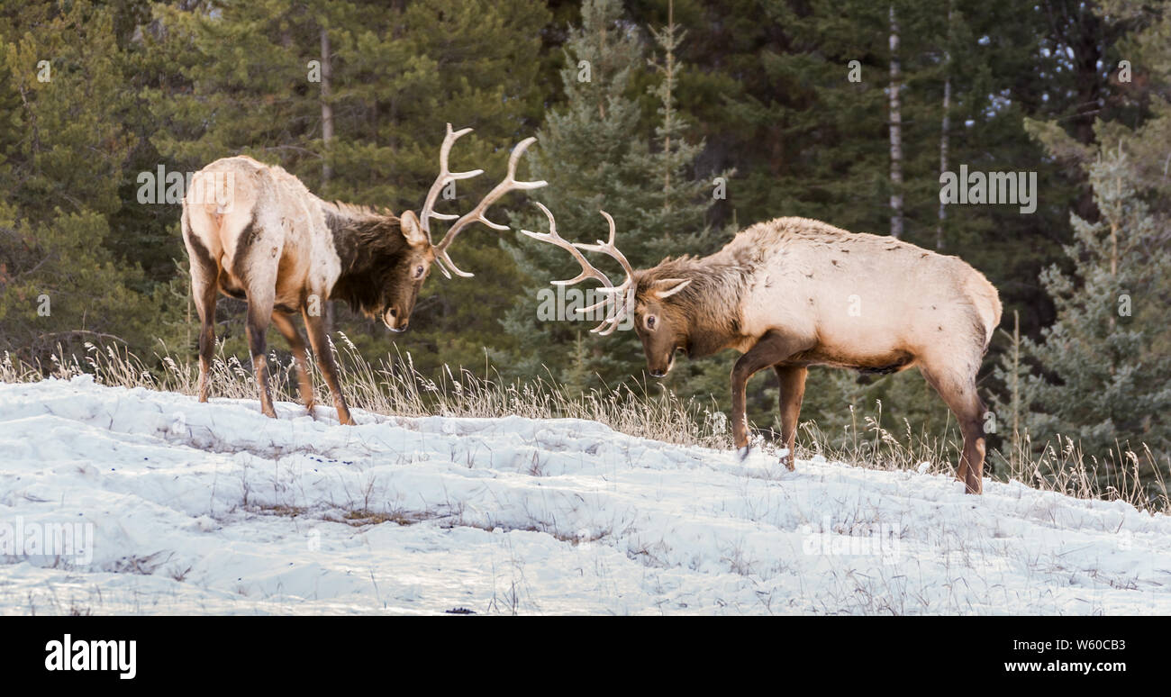 Sparring Elk in Banff National Park, Alberta, Canada Stock Photo - Alamy