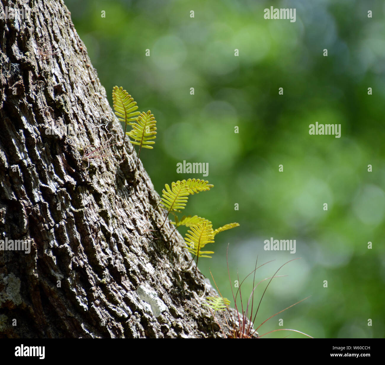 Tree roots sprouting hi-res stock photography and images - Alamy