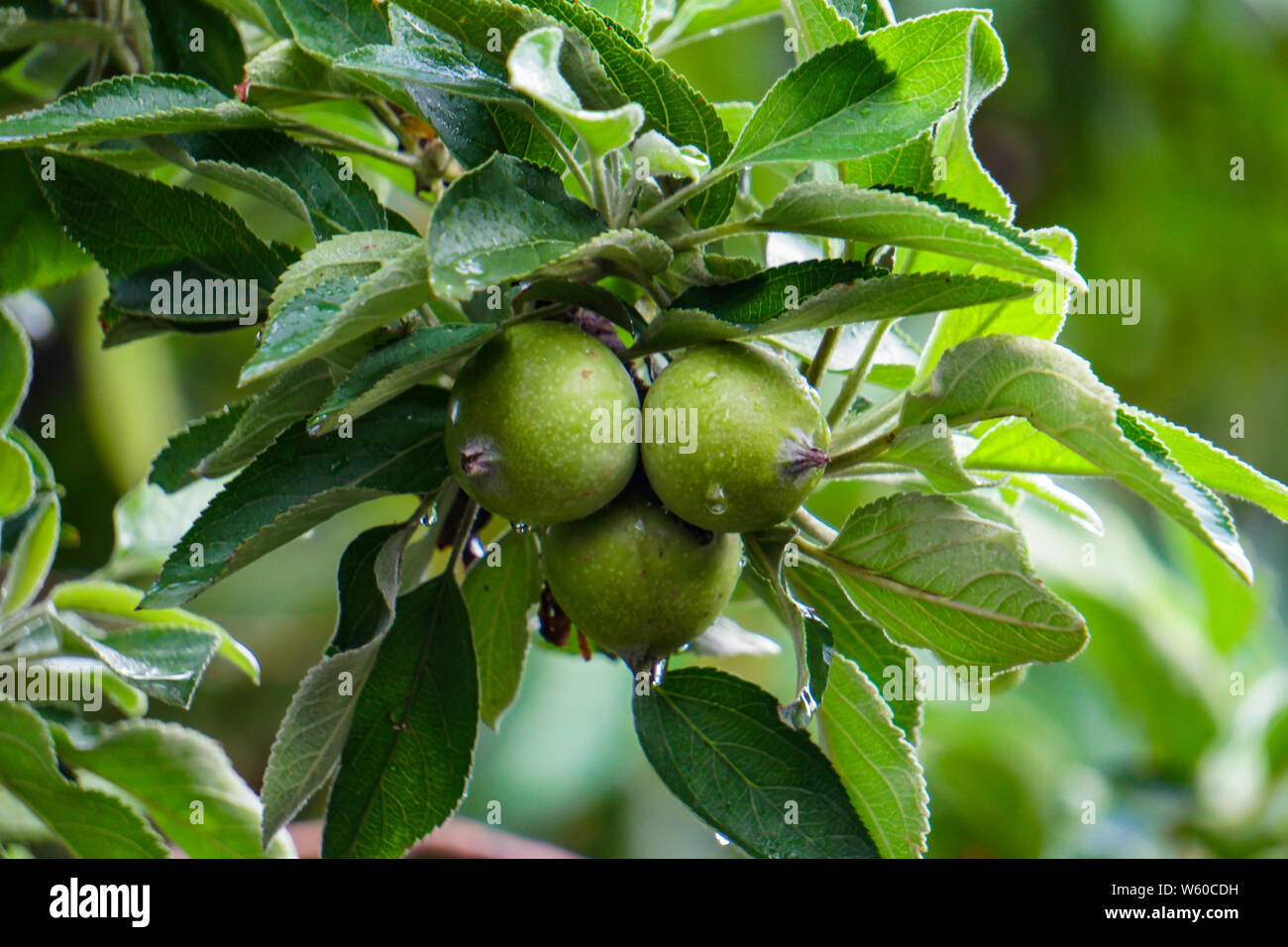 An apple is a sweet, edible fruit produced by an apple tree (Malus ...