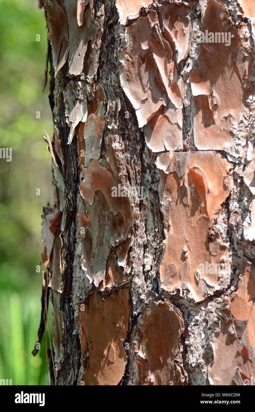 Alive curl hi-res stock photography and images - Alamy
