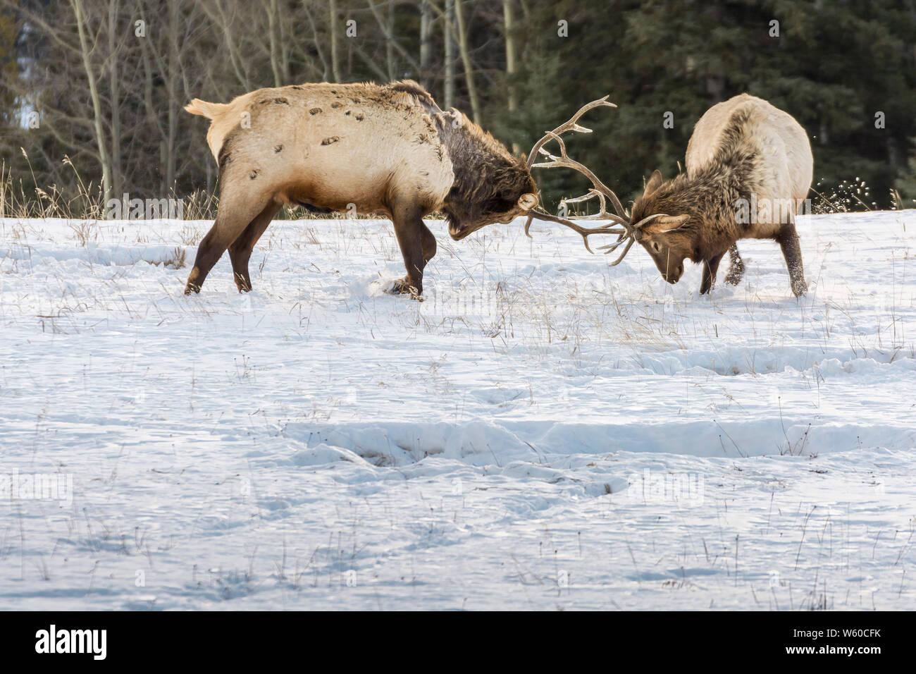 Sparring Elk in Banff National Park, Alberta, Canada Stock Photo - Alamy