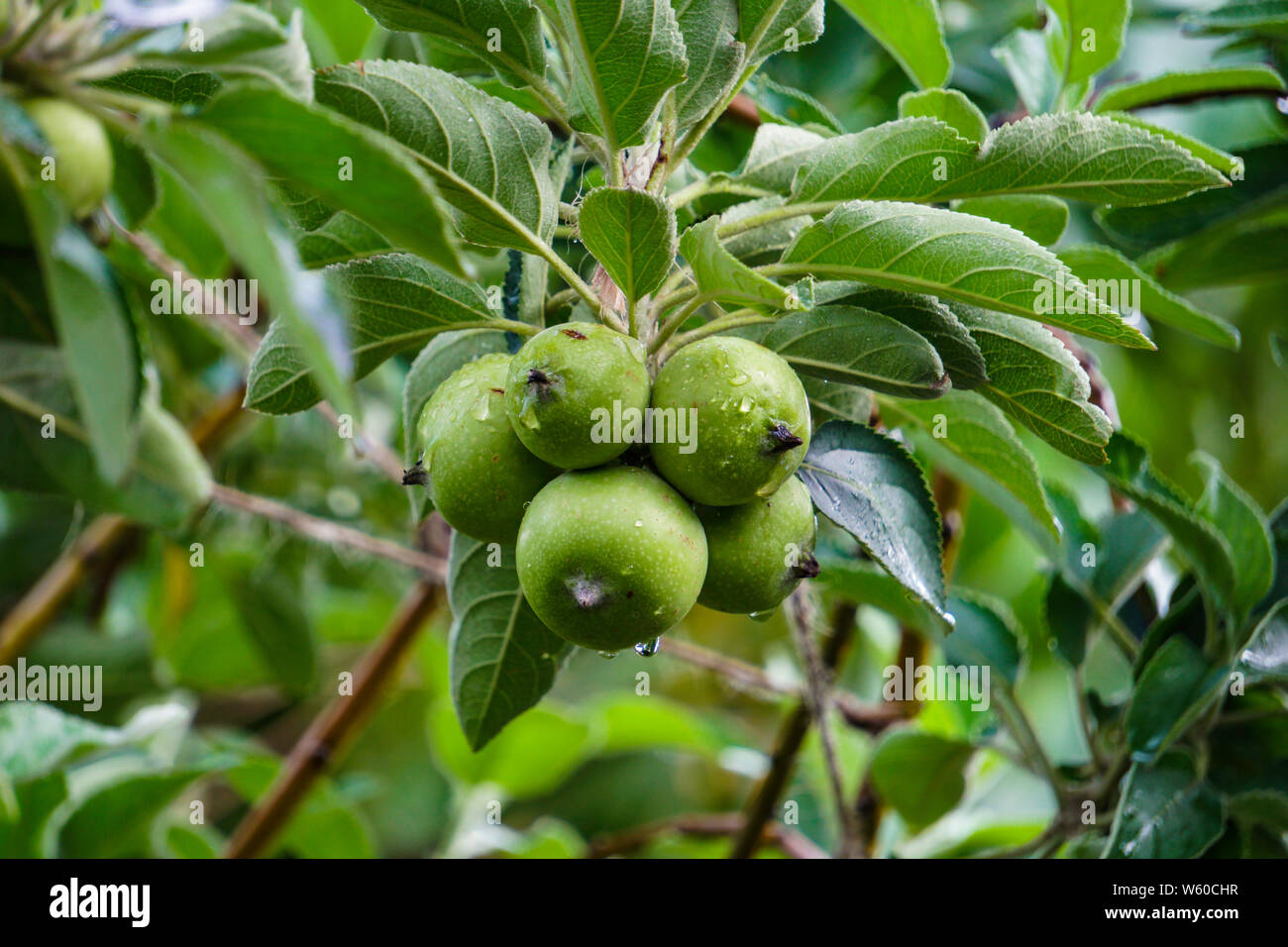 An apple is a sweet, edible fruit produced by an apple tree (Malus ...