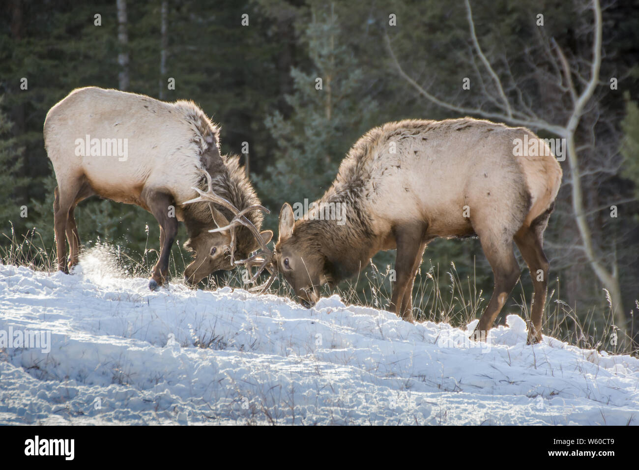 Sparring Elk in Banff National Park, Alberta, Canada Stock Photo - Alamy