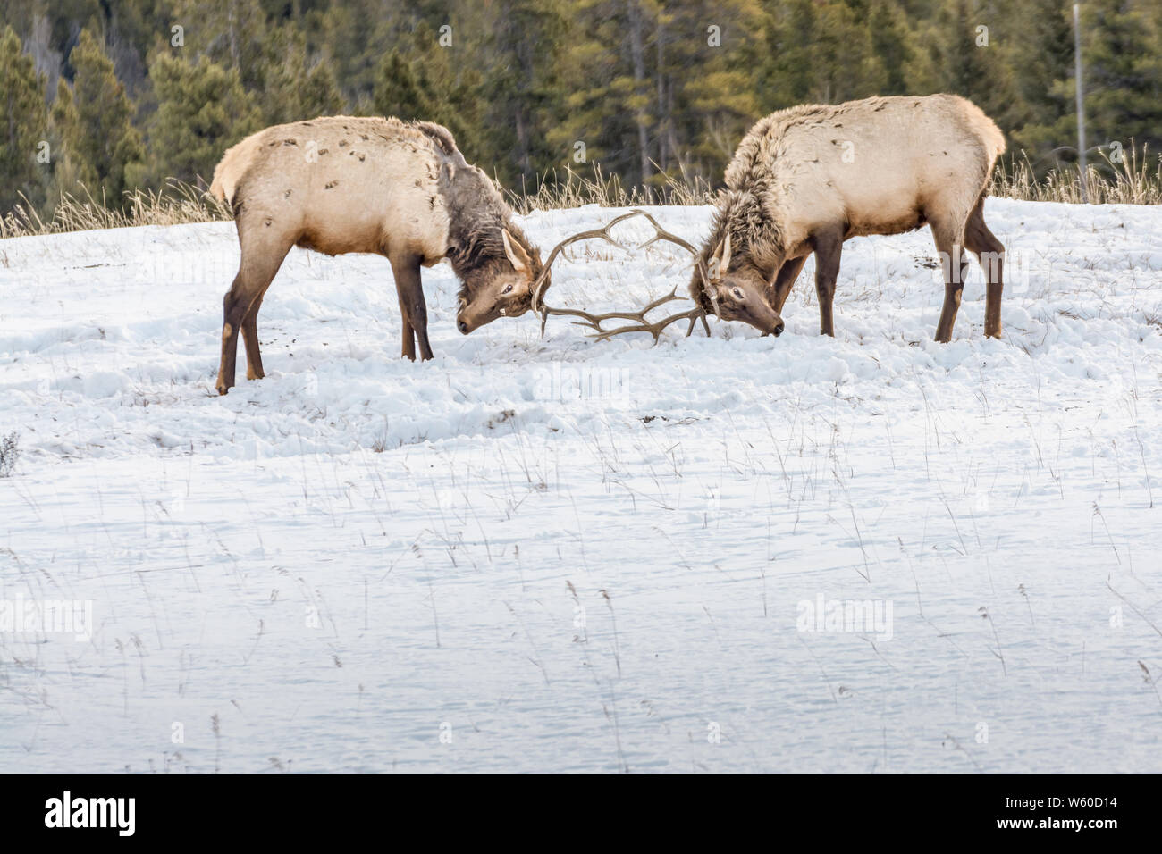 Sparring Elk in Banff National Park, Alberta, Canada Stock Photo - Alamy