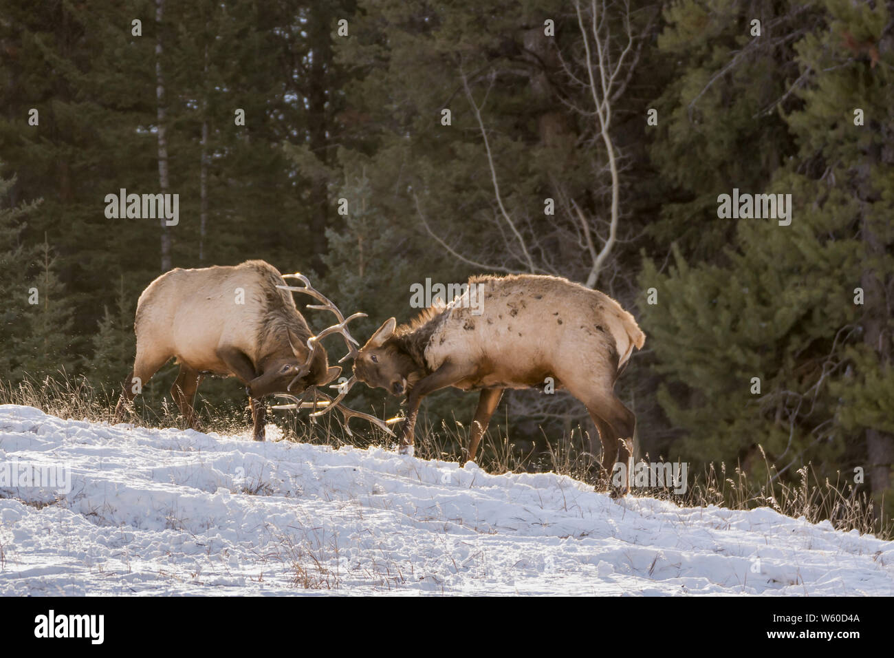 Sparring Elk in Banff National Park, Alberta, Canada Stock Photo - Alamy