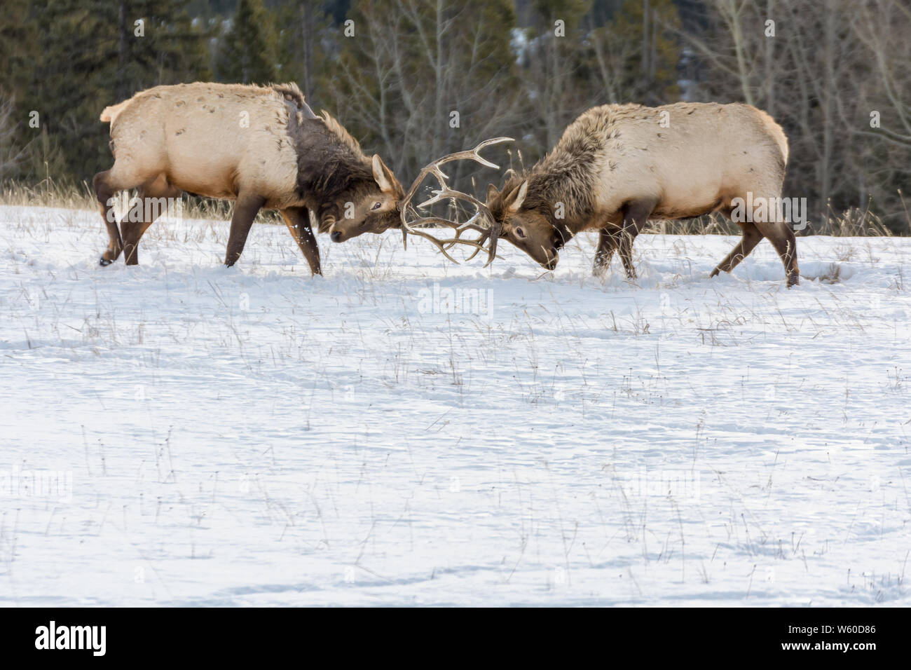 Sparring Elk in Banff National Park, Alberta, Canada Stock Photo - Alamy
