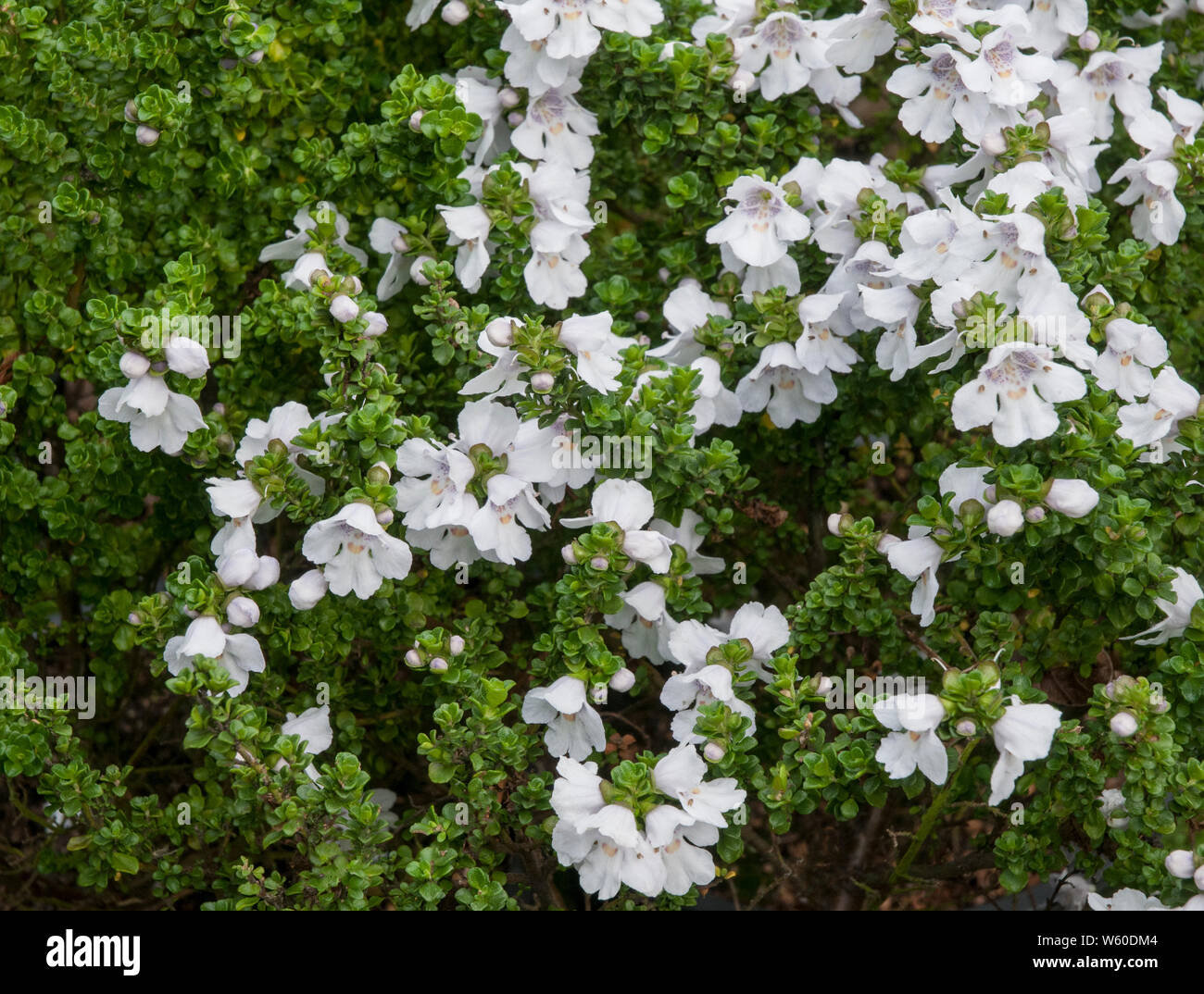 Prostanthera hi-res stock photography and images - Alamy