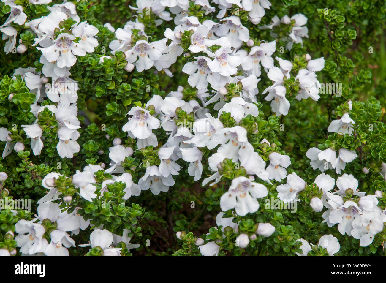 Green shrub with white flowers hi-res stock photography and images - Alamy
