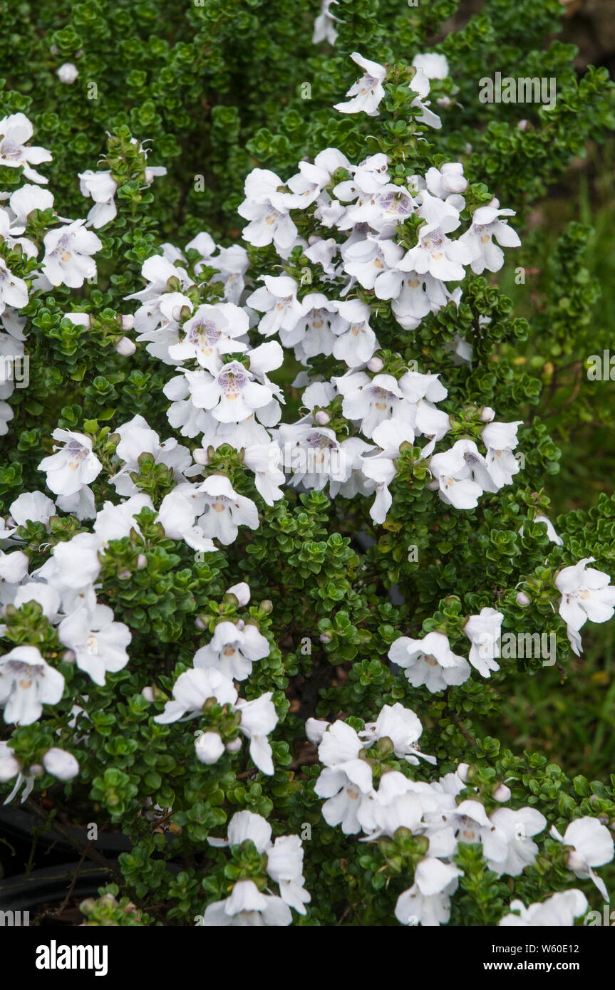 Green shrub with white flowers hi-res stock photography and images - Alamy