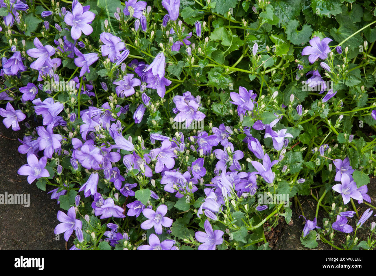 Campanula poscharskyana bellflower hi-res stock photography and images ...