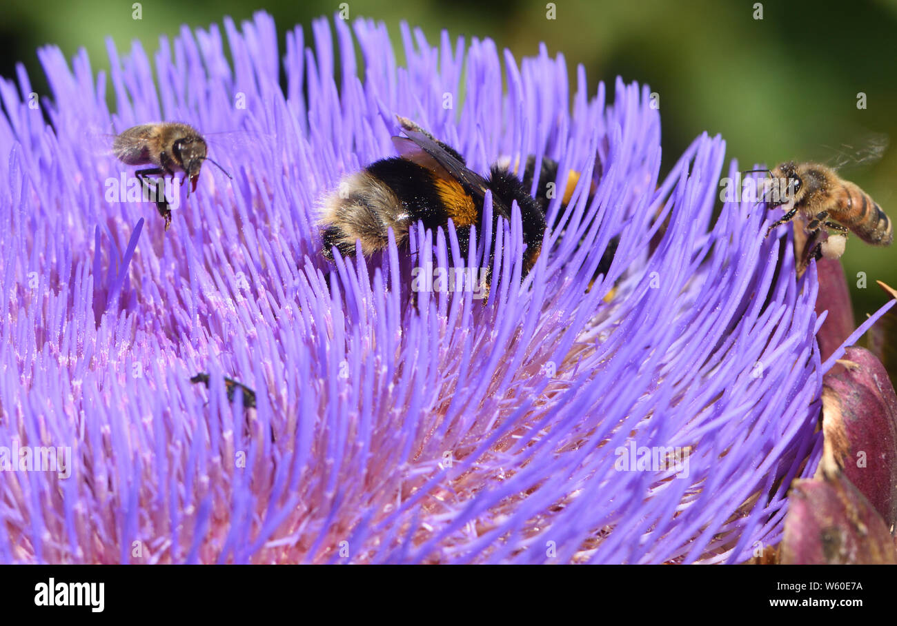 A variety of insects including honey bees (Apis mellifera), a buff ...