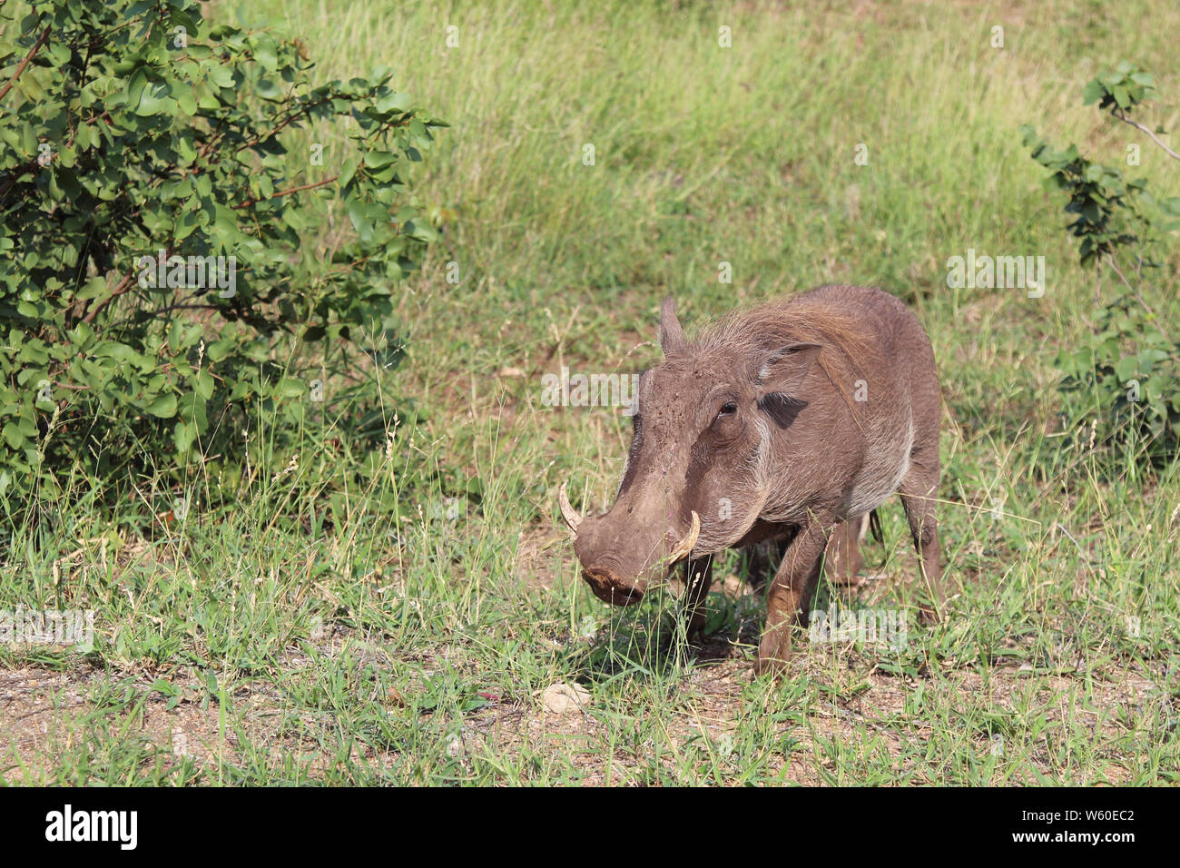 Warzenschwein / Warthog / Phacochoerus africanus Stock Photo - Alamy