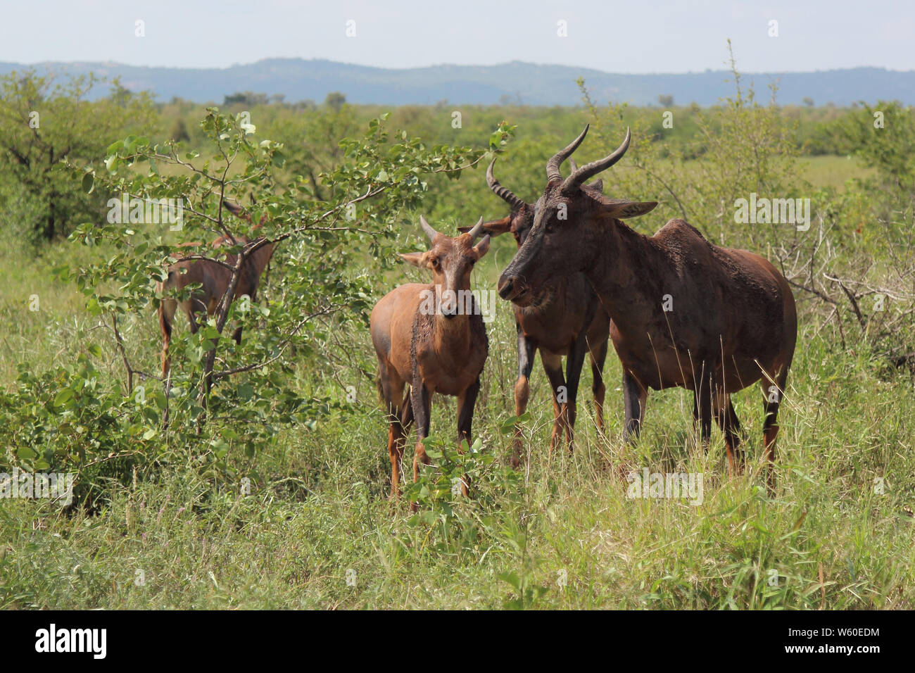 Leierantilope oder Halbmondantilope / Common Tsessebe / Damaliscus ...