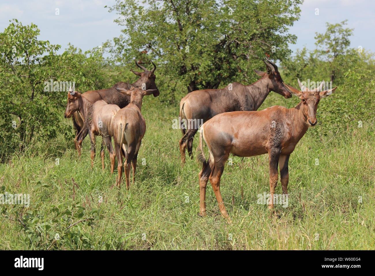 Leierantilope oder Halbmondantilope / Common Tsessebe / Damaliscus ...