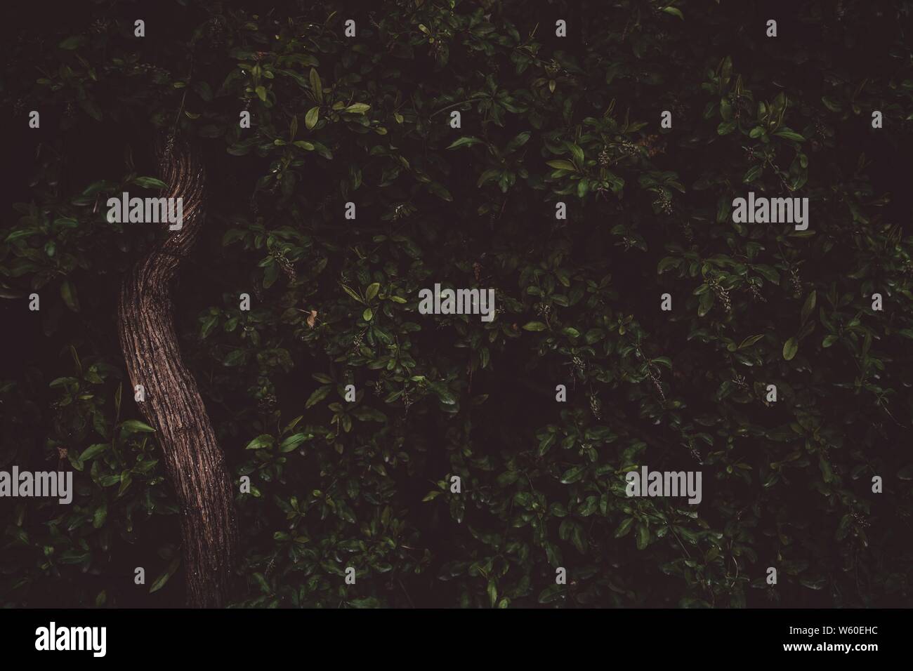 Beautiful wallpaper or background with a tree and a lot of greenery ...