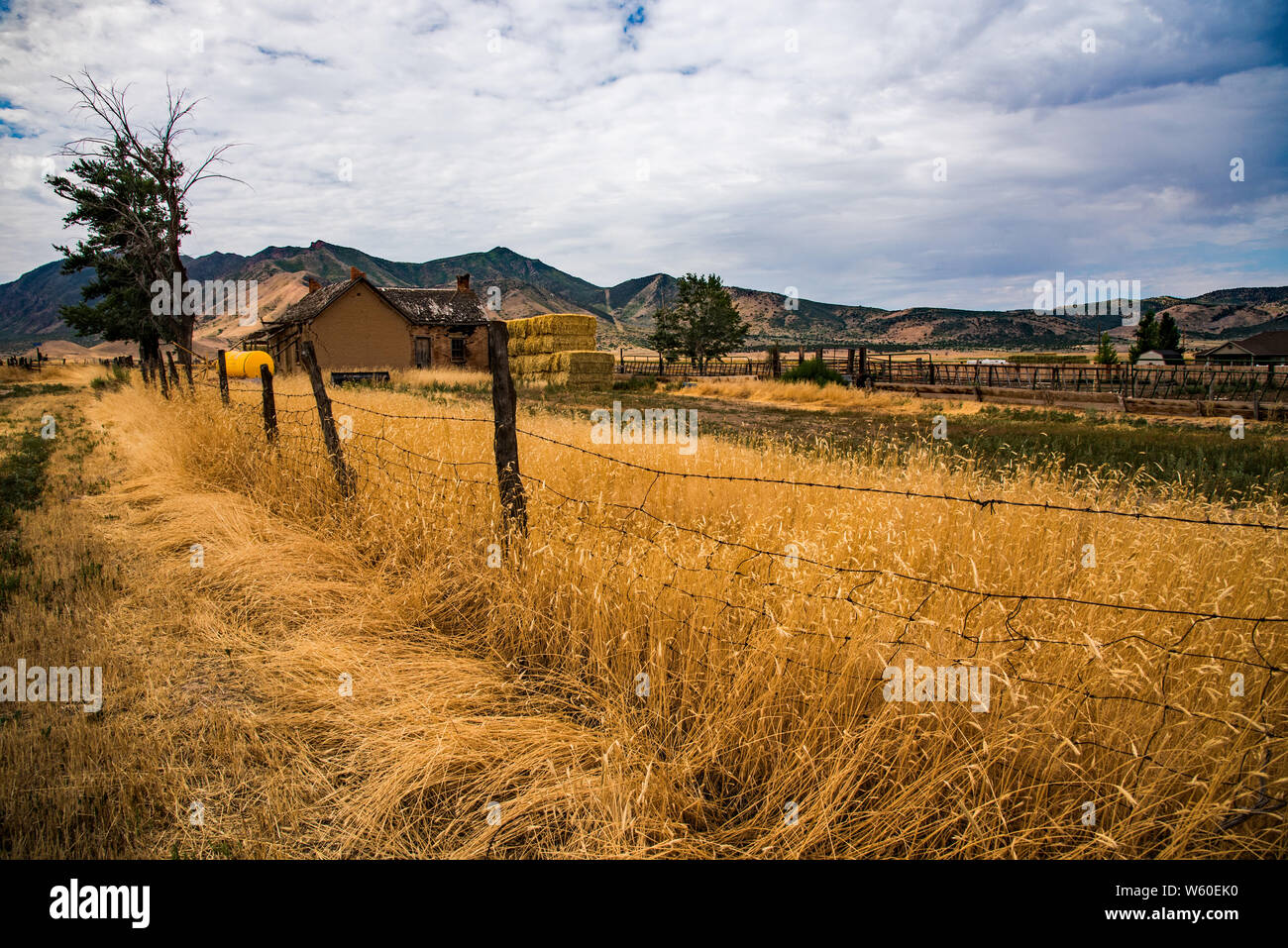 Summer scenes of meadows and rural farmland Stock Photo - Alamy