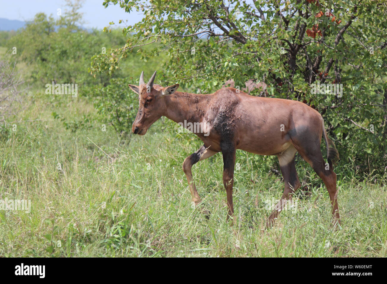 Leierantilope oder Halbmondantilope / Common Tsessebe / Damaliscus ...
